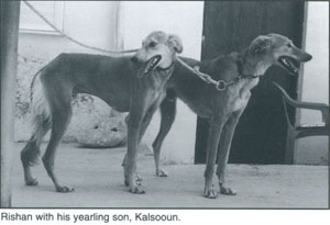 Salukis | Saluquis | Pilgrimage to Sinai | Gail Goodman